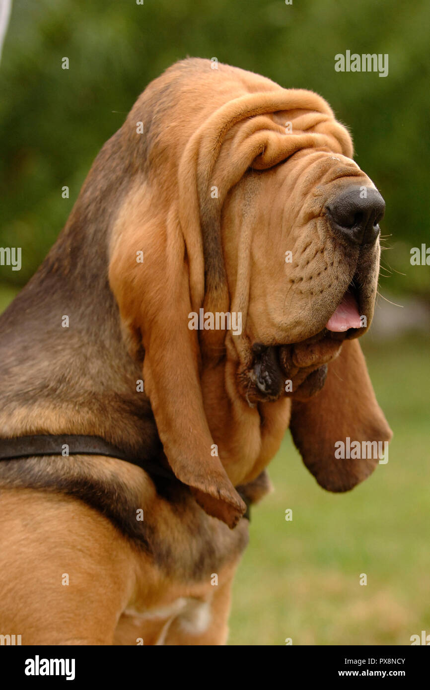Sangre De Perro Fotografías E Imágenes De Alta Resolución Alamy