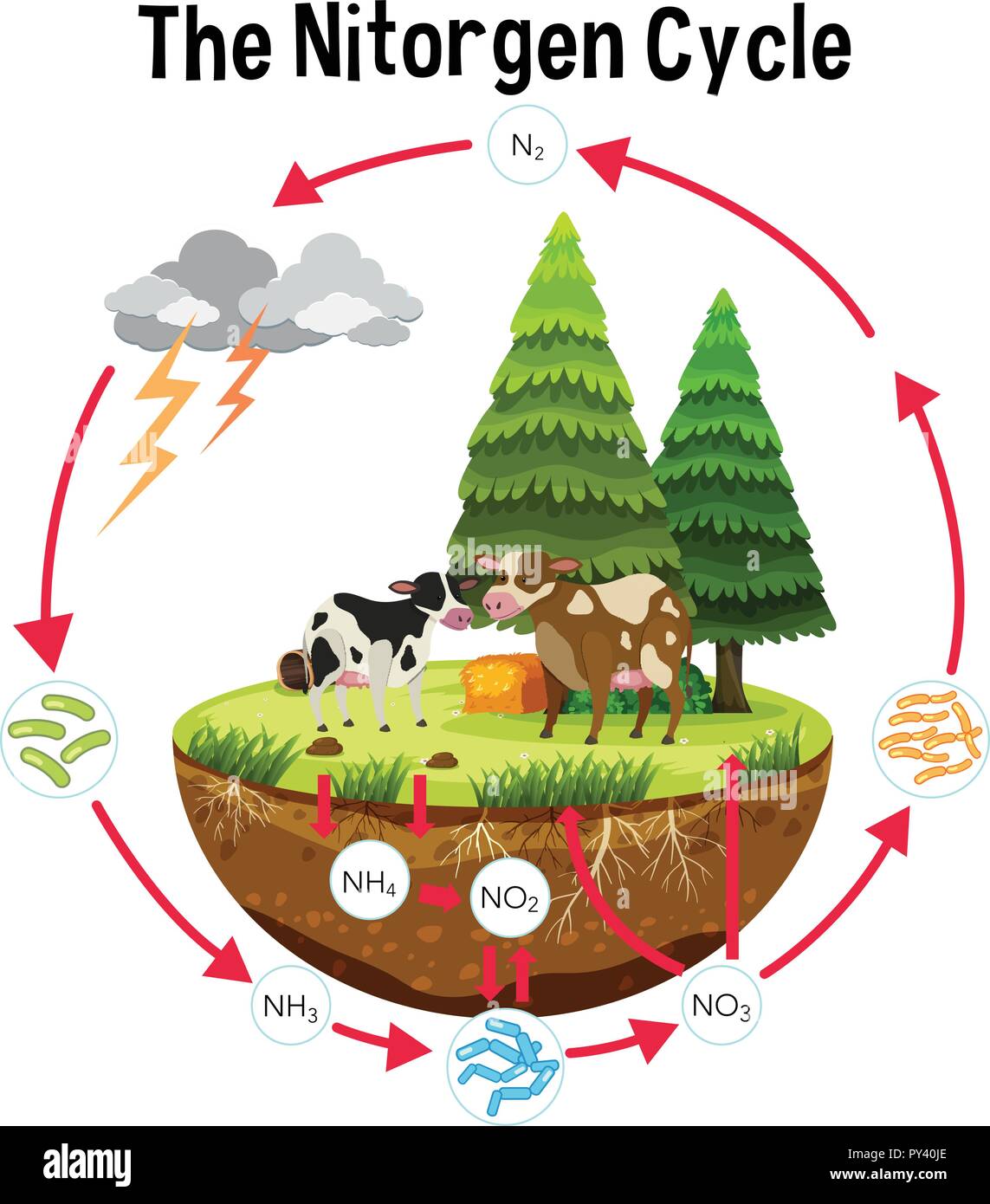 Hoja De Trabajo Sobre El Ciclo Del Nitrógeno