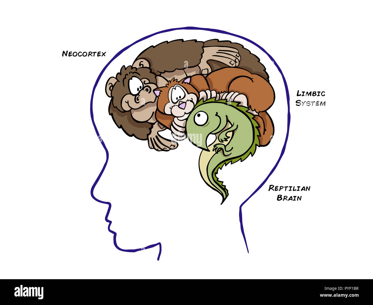 Teoria Del Cerebro Triuno Teoria Del Cerebro Triuno