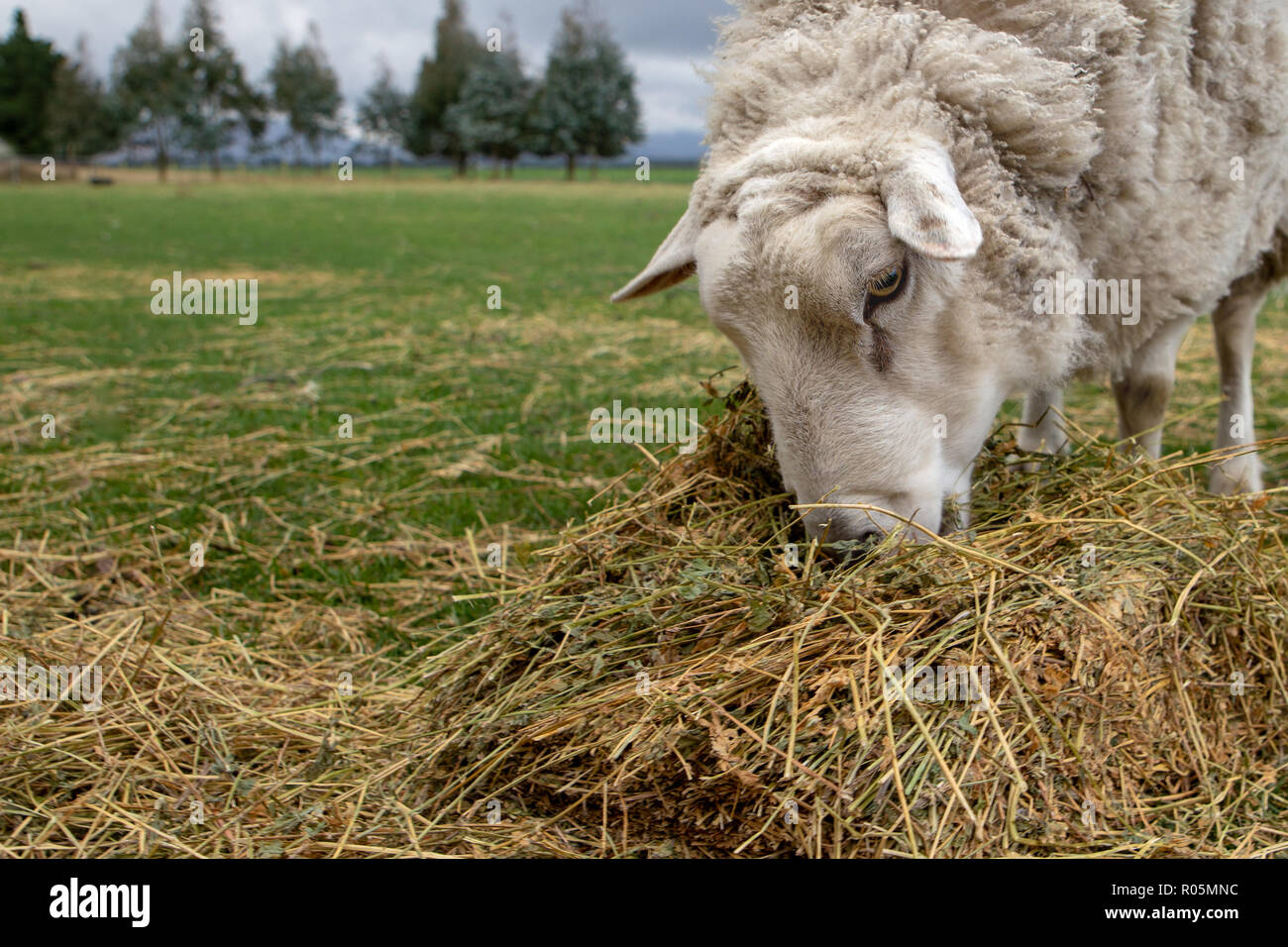 Animal Comiendo Alfalfa