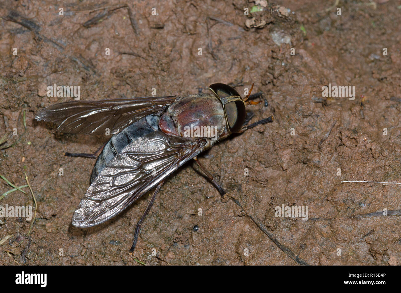 Picadura de mosca de caballo fotografías e imágenes de alta resolución ...