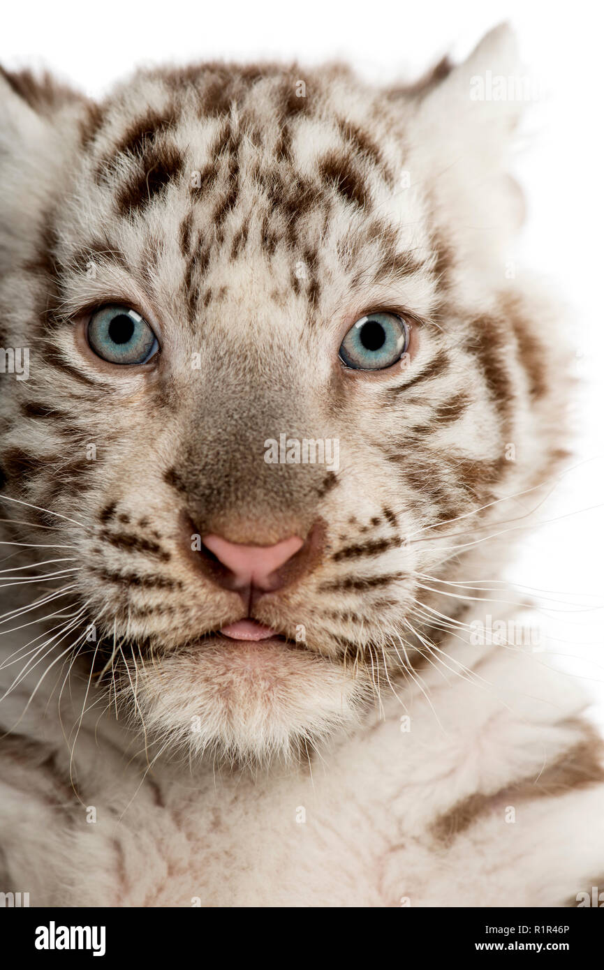 Tigre Blanco Cachorro