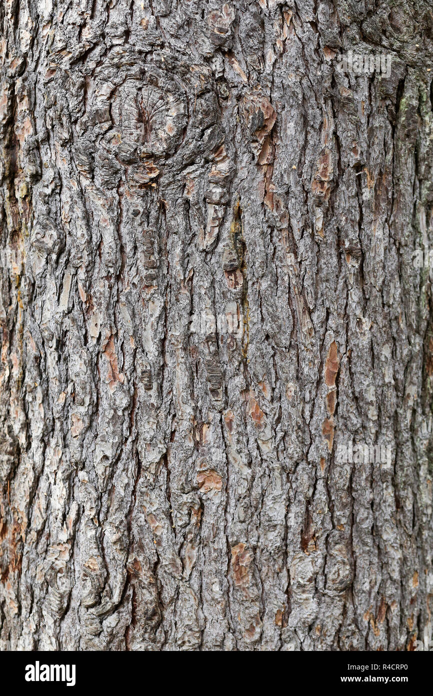 Textura De Troncos De Madera