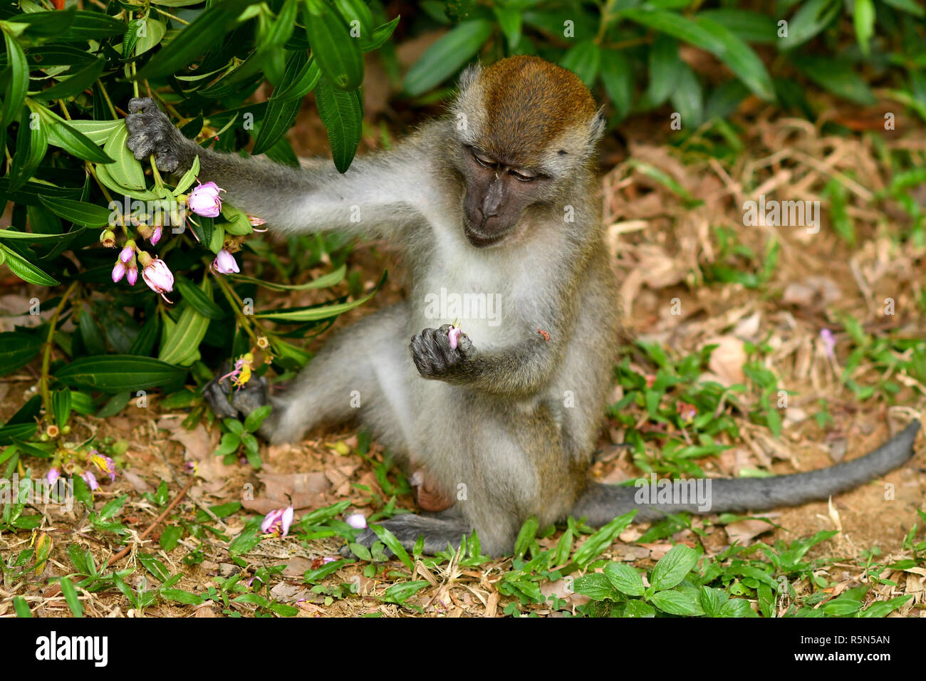 Monos comiendo selva fotografías e imágenes de alta resolución - Alamy