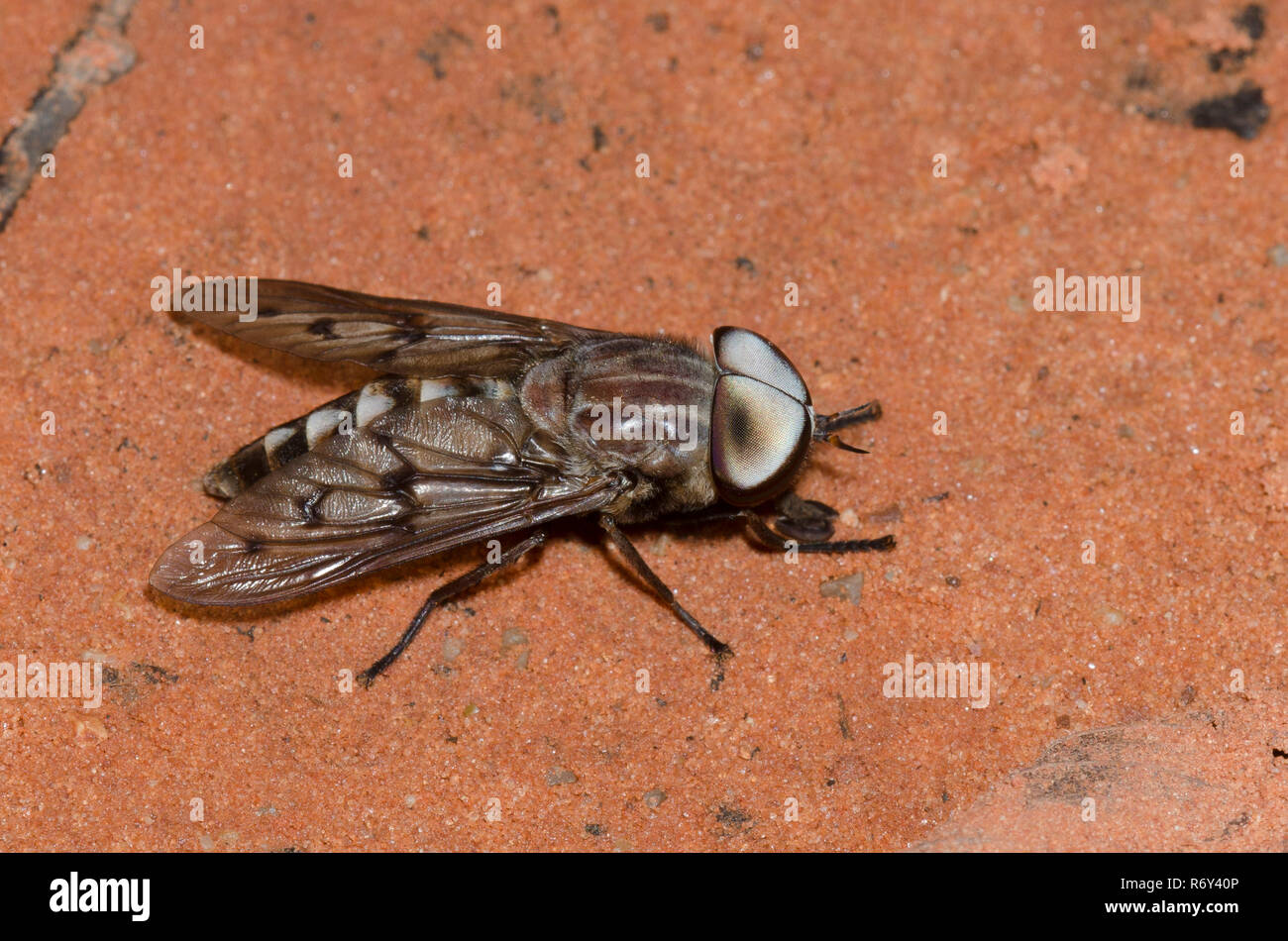 Picadura de mosca de caballo fotografías e imágenes de alta resolución ...