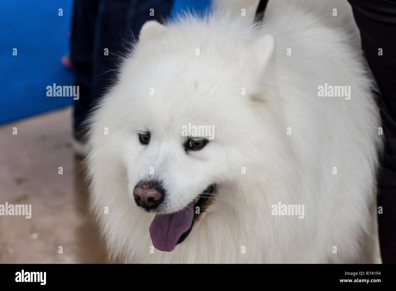 Todos Los Perros Esquimales Son Esponjosos