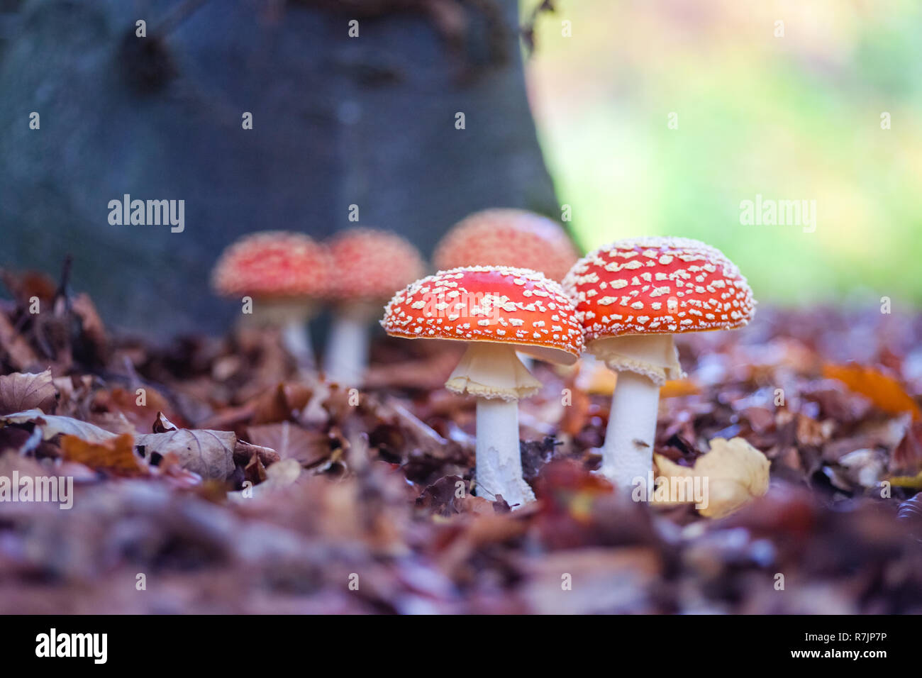 El rojo y el blanco o toadstool seta venenosa llamada Amanita muscaria ...