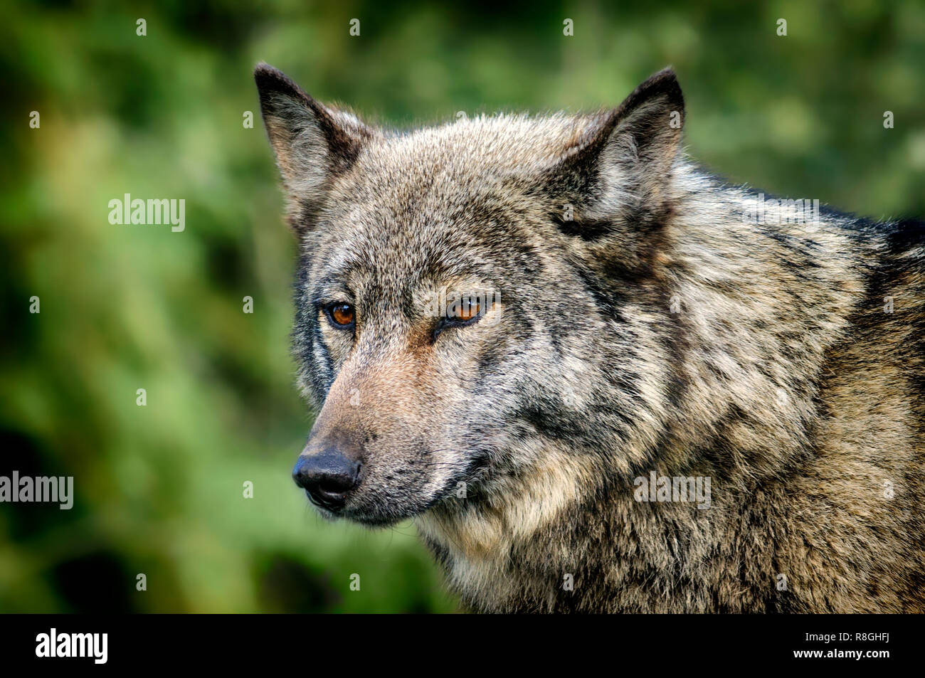 Lobo Animal De Poder