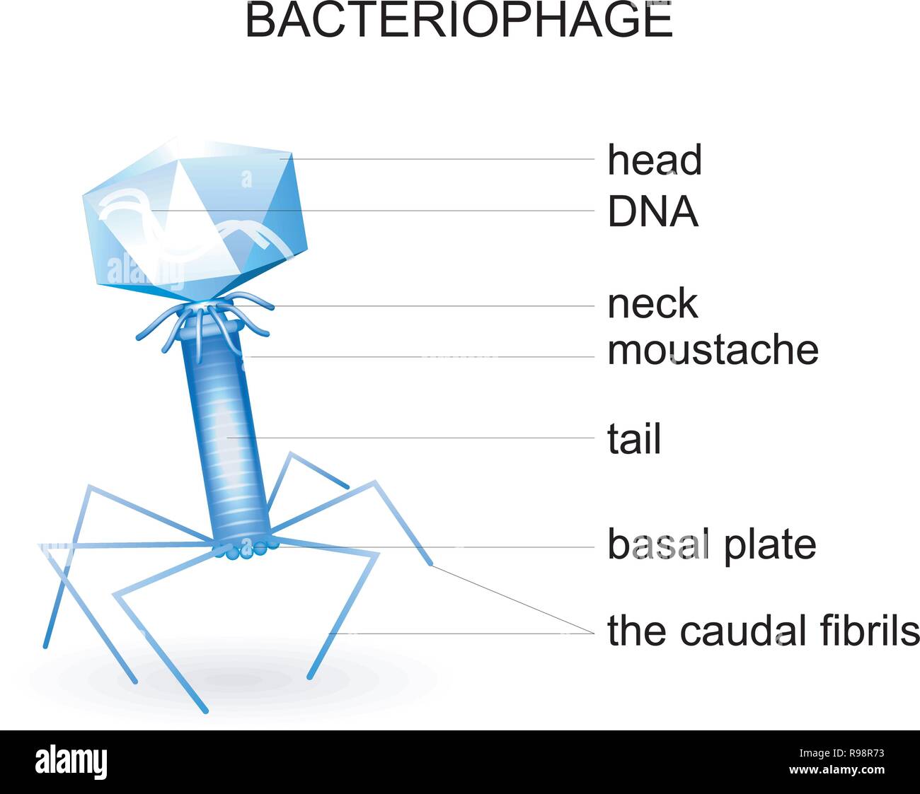 Animación Del Ciclo De Vida Del Bacteriófago