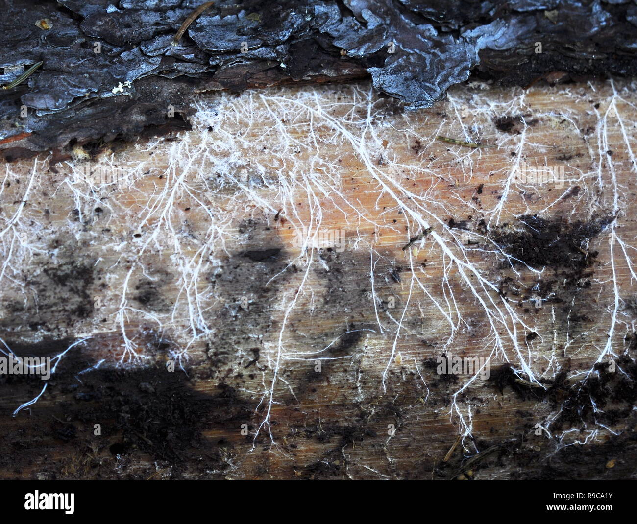 Crecimiento De Micelio Joven