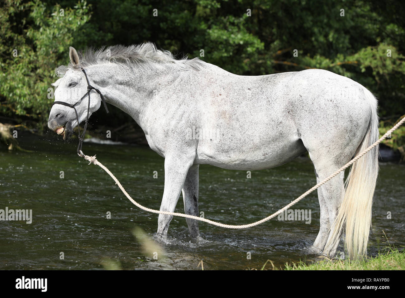Caballos Pura Sangre Blanco