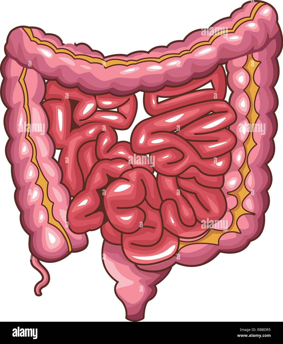 Intestinos Del Cuerpo Humano Dos Puntos E Intestinos Humanos Stock De