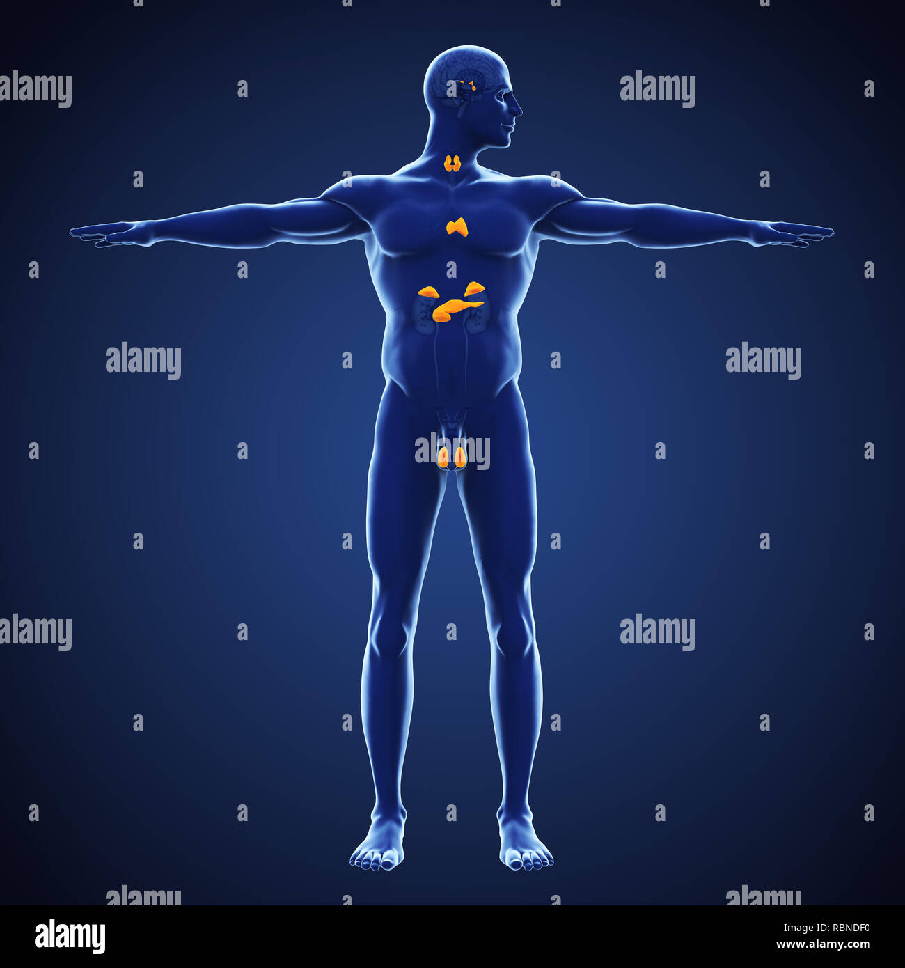 Sistema Endocrino Hormona Sistema Endocrino
