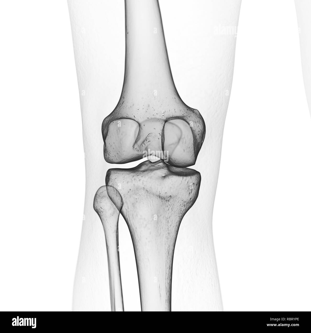 Ilustración De Los Huesos De La Rodilla Fotografía De Stock Alamy
