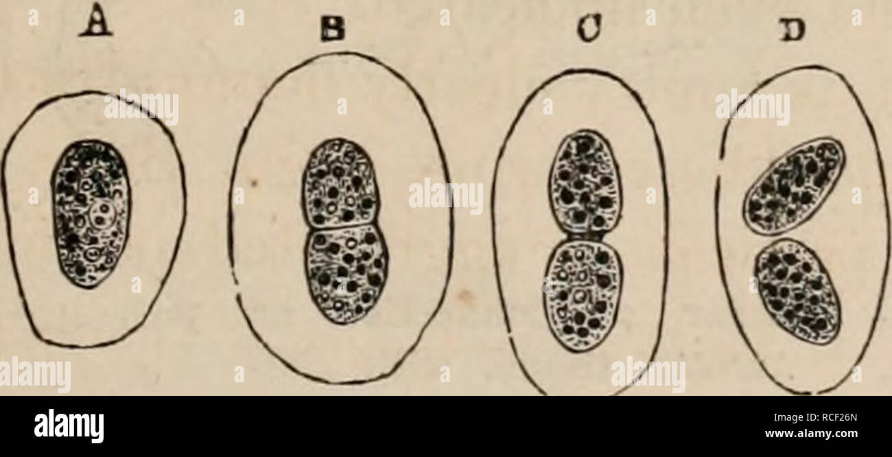 . Elementos de zoölogy : un libro de texto. La zoología. El Huevo ...