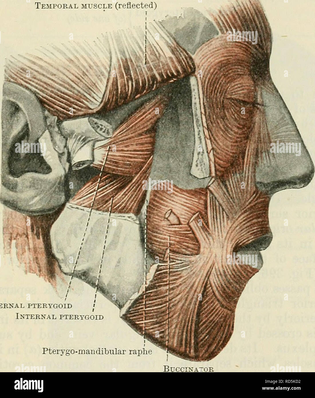 Origen E Inserción Del Músculo Pterigoideo Lateral