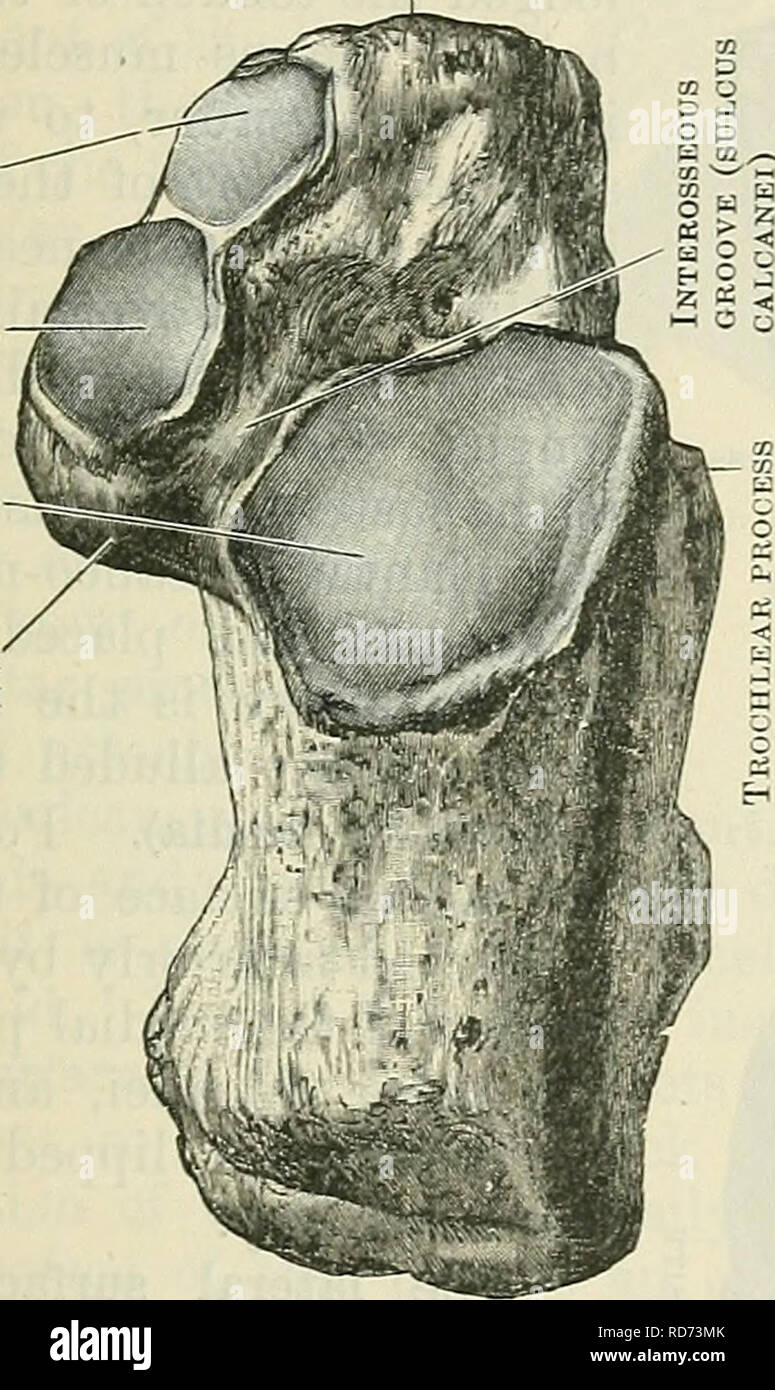 Anatomiadelhuesocalcaneo