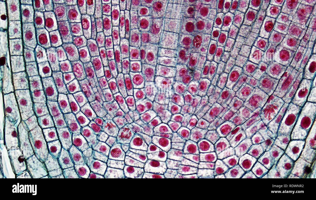 Meristema Apical Da Raiz