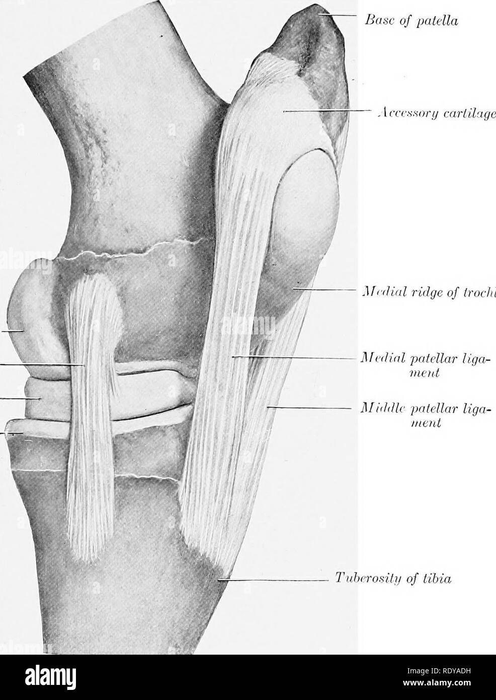 Anatomía De La Tibia Proximal