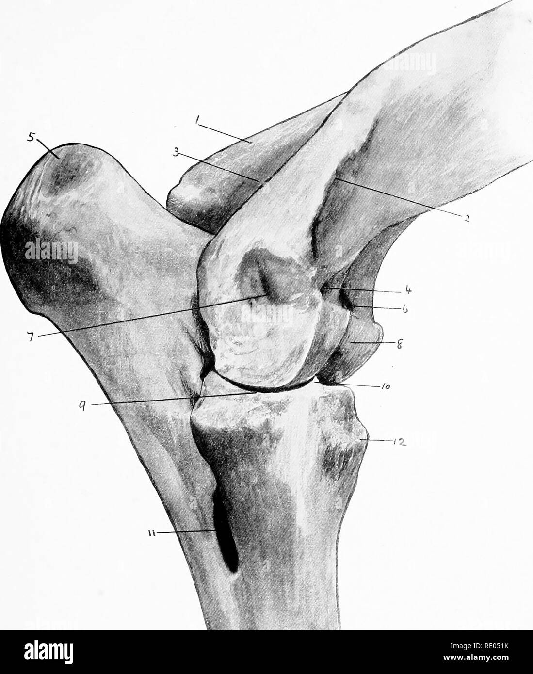 Ulna caballo Imágenes de stock en blanco y negro - Alamy
