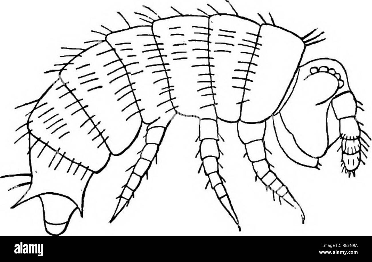 Estructura Myriapoda