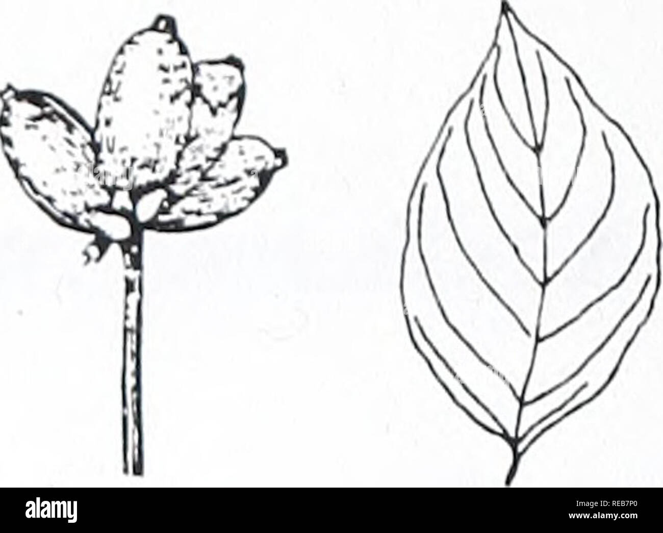 Arbusto De Espino Indio Enano