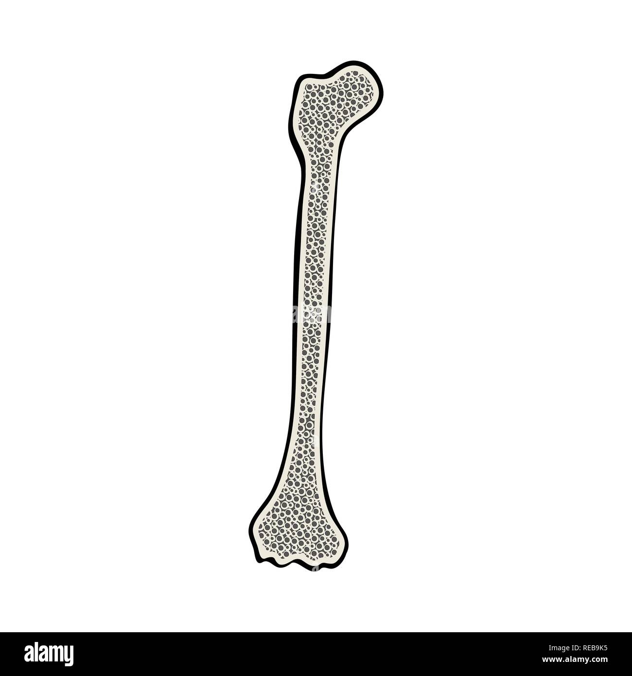 Fémur Tibia Peroné