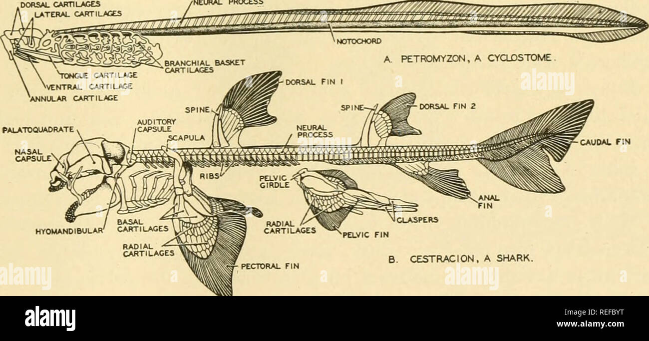 Diagrama De Esqueleto De Tiburon