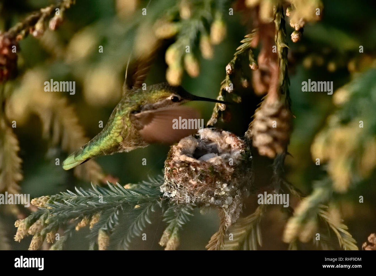 Petirrojo Volando Hacia El Nido