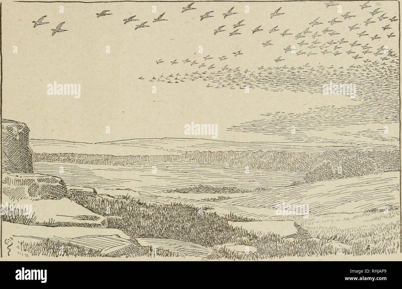 Historias De Aves Aves Literatura Juvenil La Pérdida De La