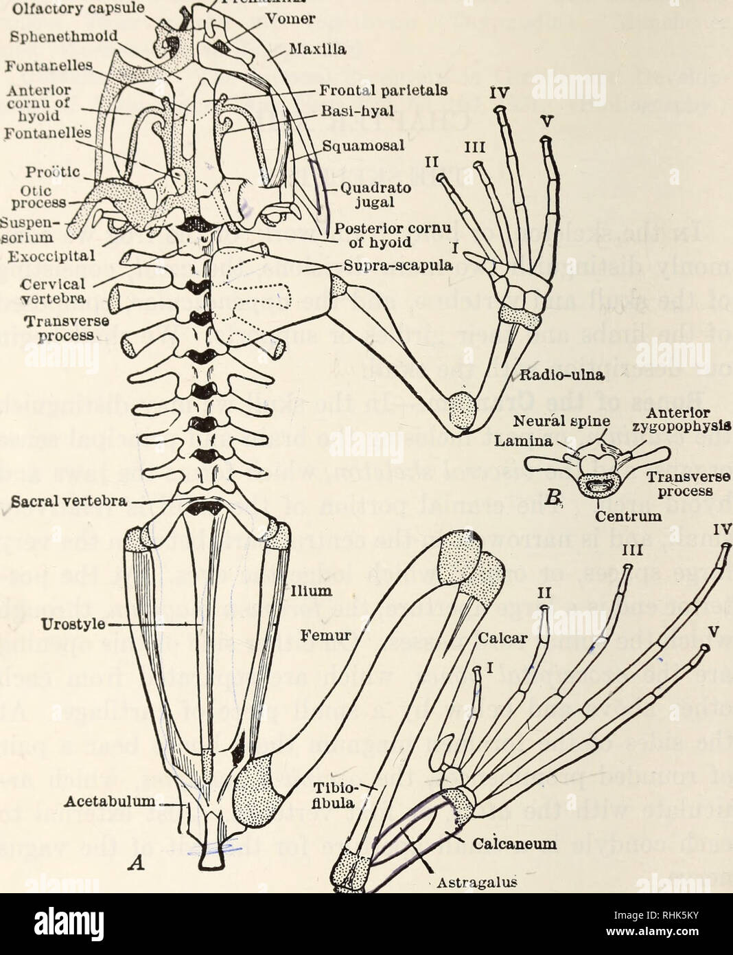 Rana Sistema Esquelético Cráneo