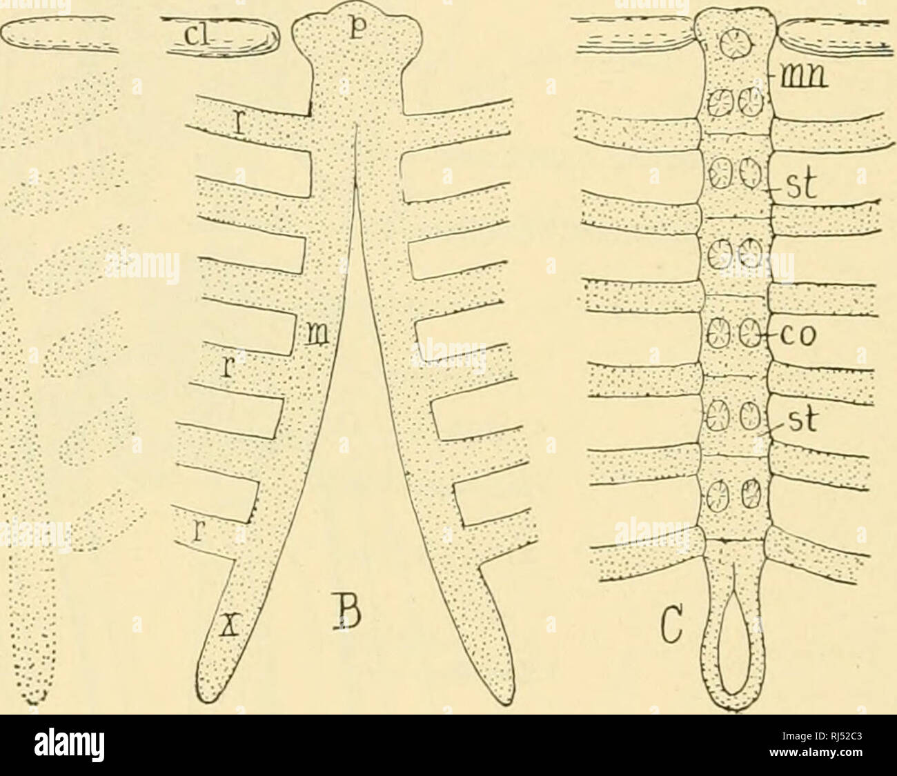 . Anatomía Chordate. Chordata; Anatomía Comparativa. Anatomía CHORDATE ...