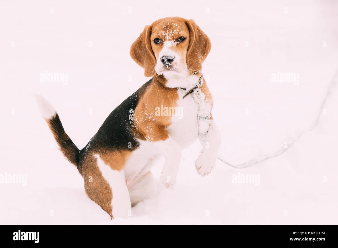Los Beagles Tienen El Bolsillo De Henry