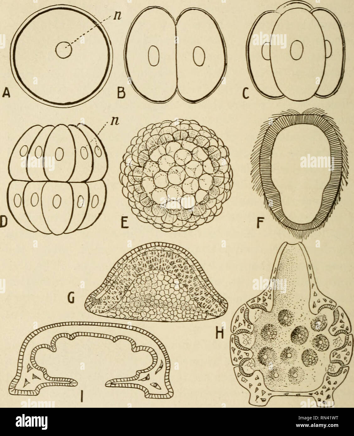 Diagrama De Esponja De Mar