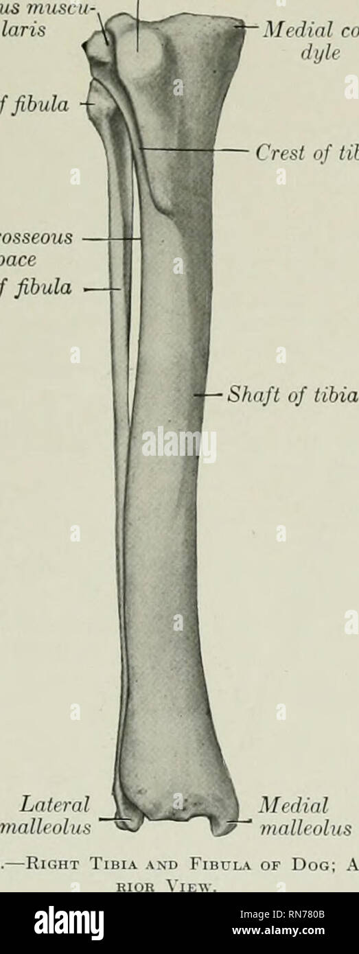 Anatomía De La Tibia Proximal
