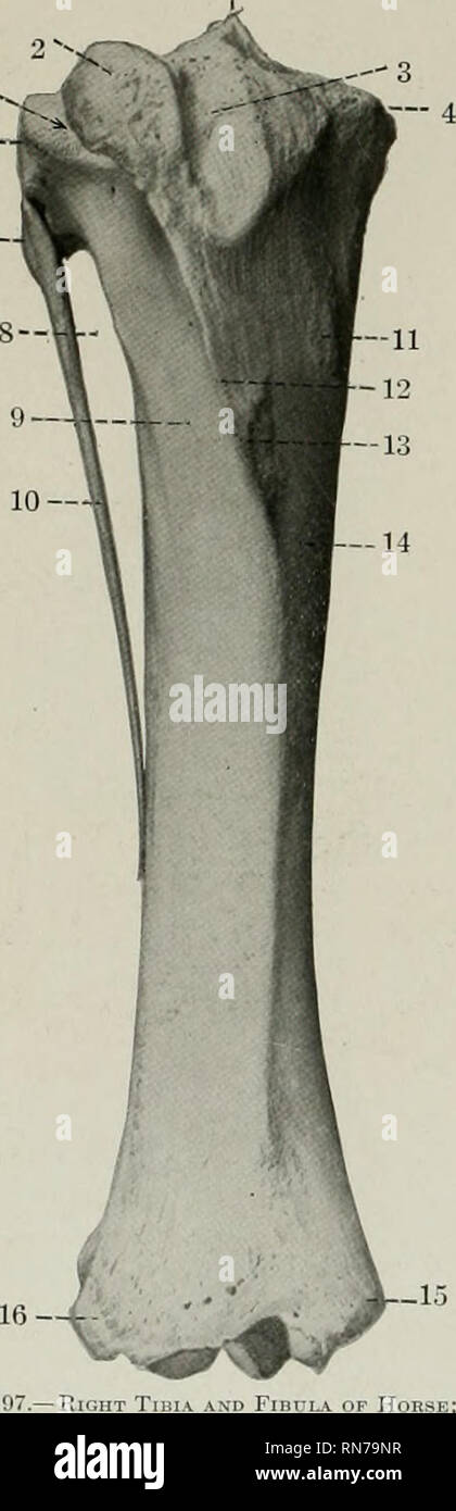 Anatomía De La Tibia Proximal