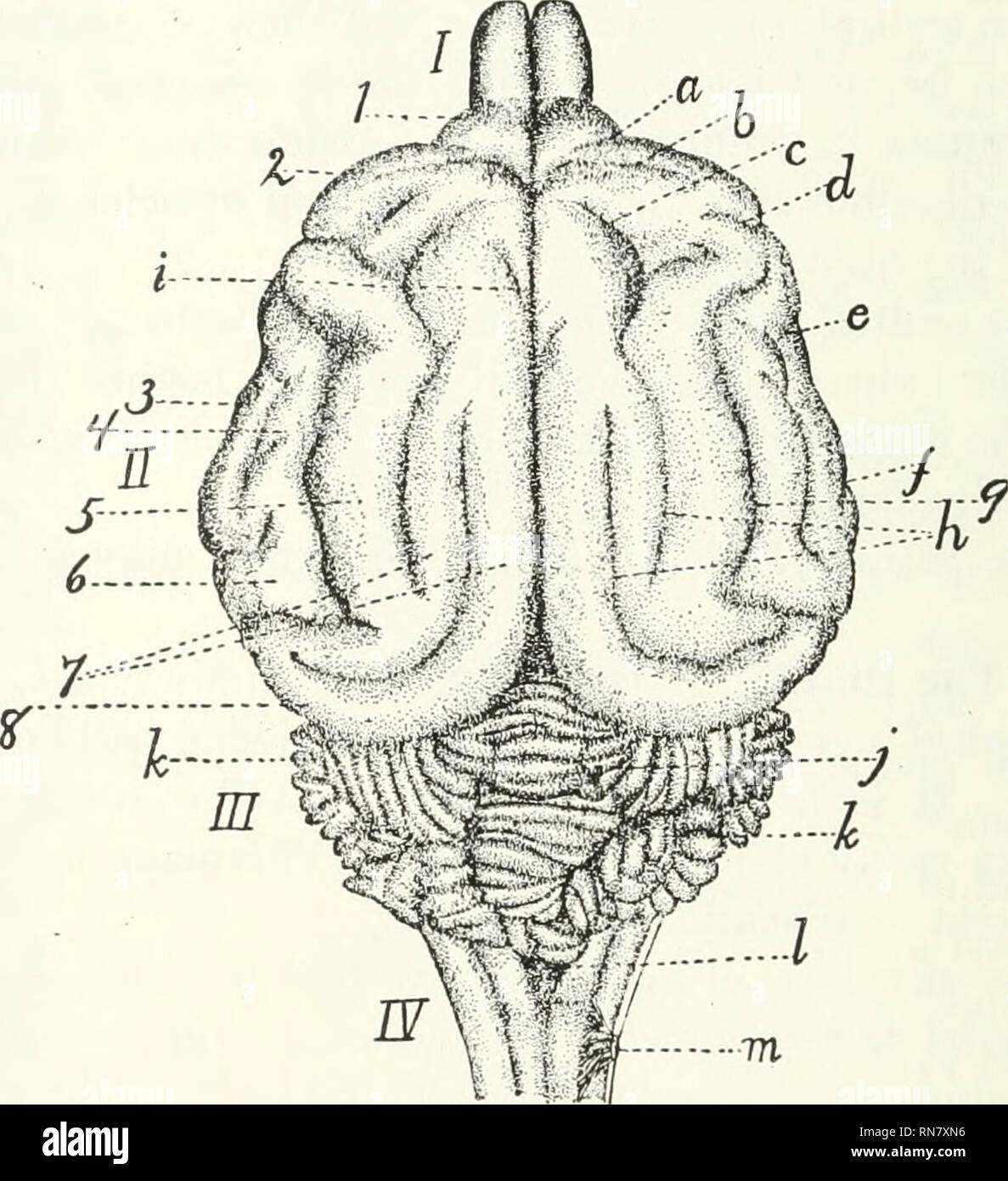 Anatomía Del Cráneo Del Gato