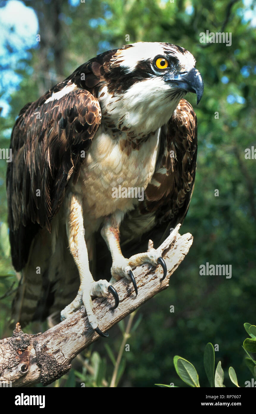 Garra De Zarzamora Y Escarcha De Halcón