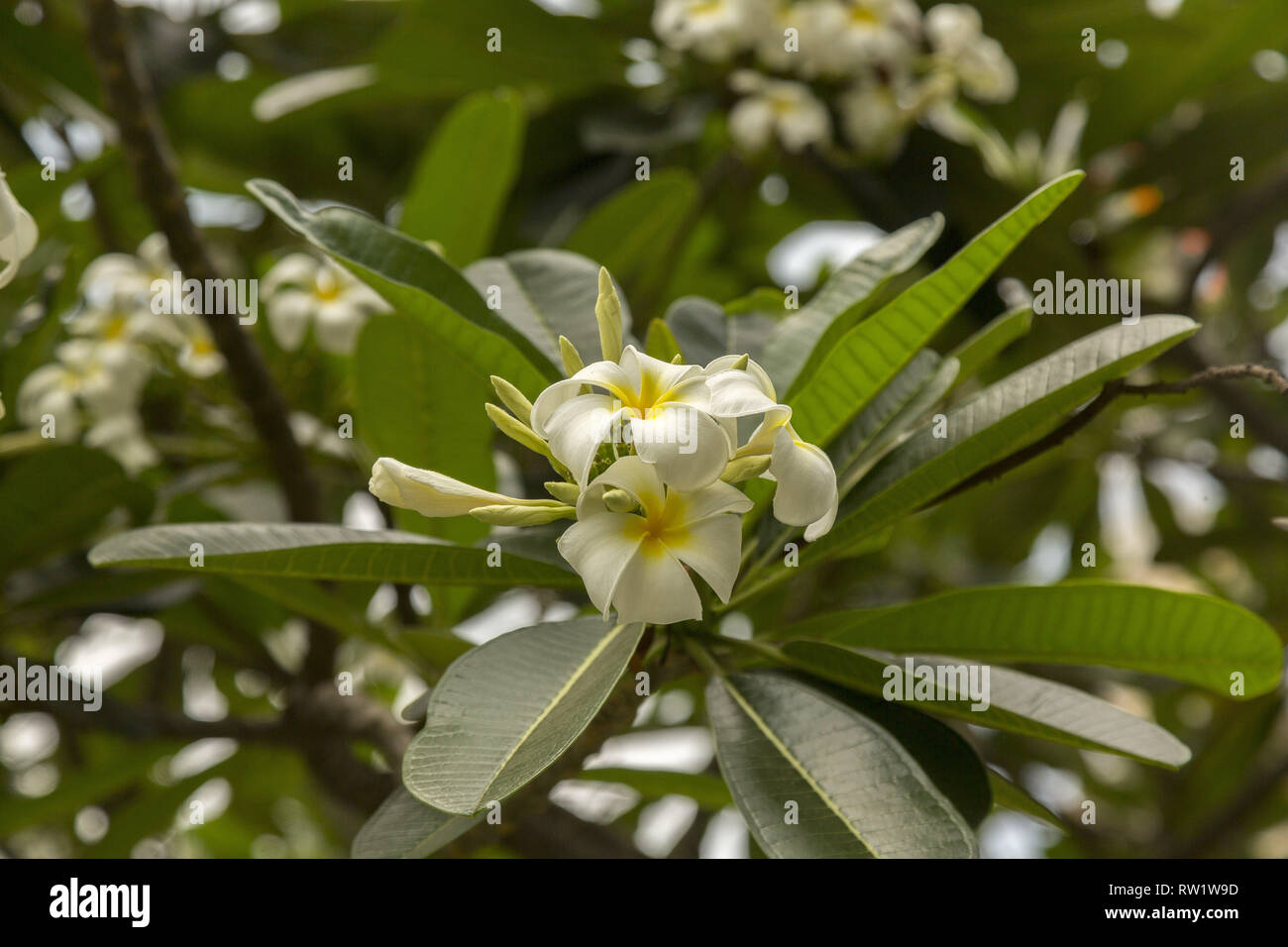Identificación De árboles De Flores Blancas