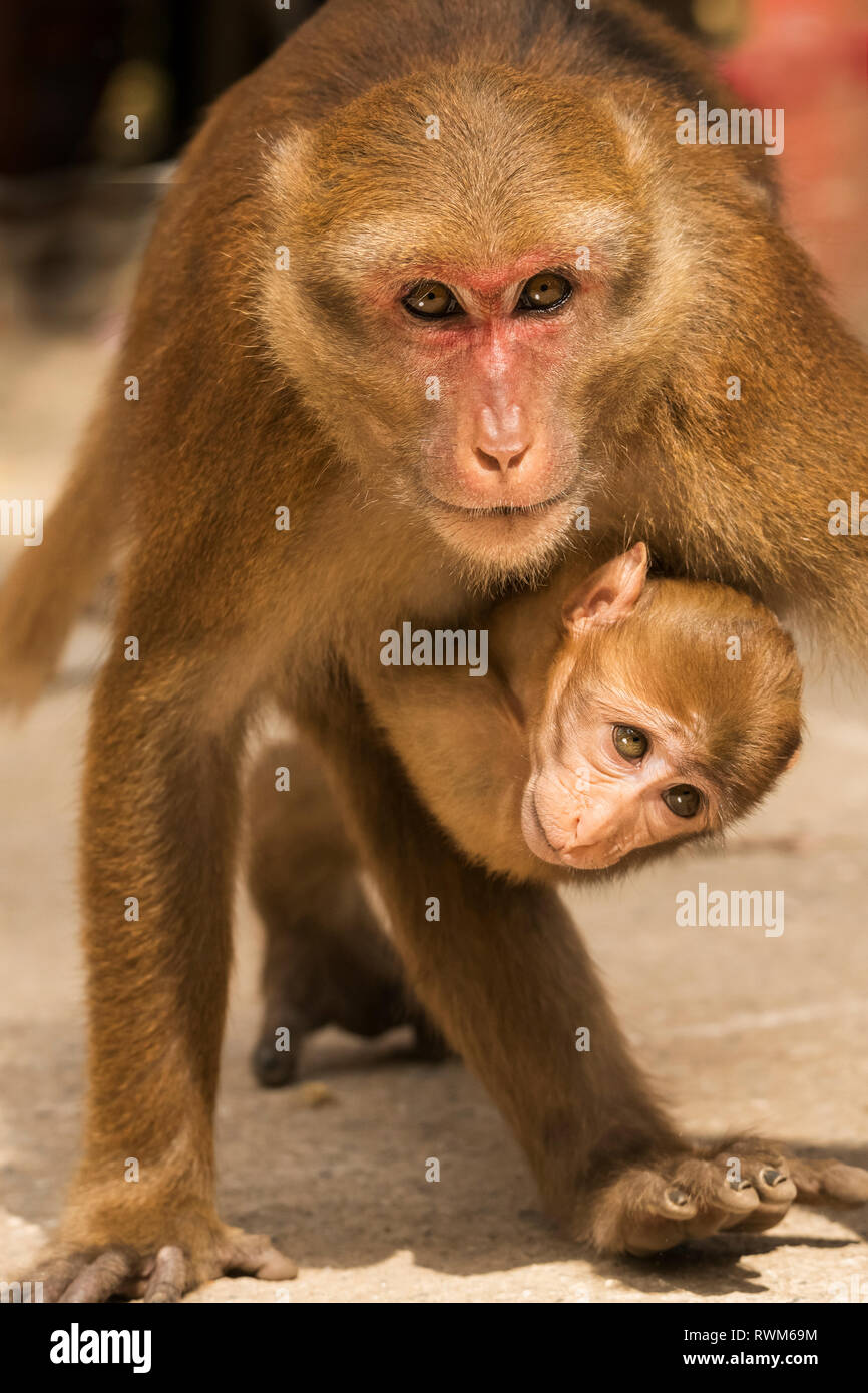 Baby monkey walking fotografías e imágenes de alta resolución - Alamy