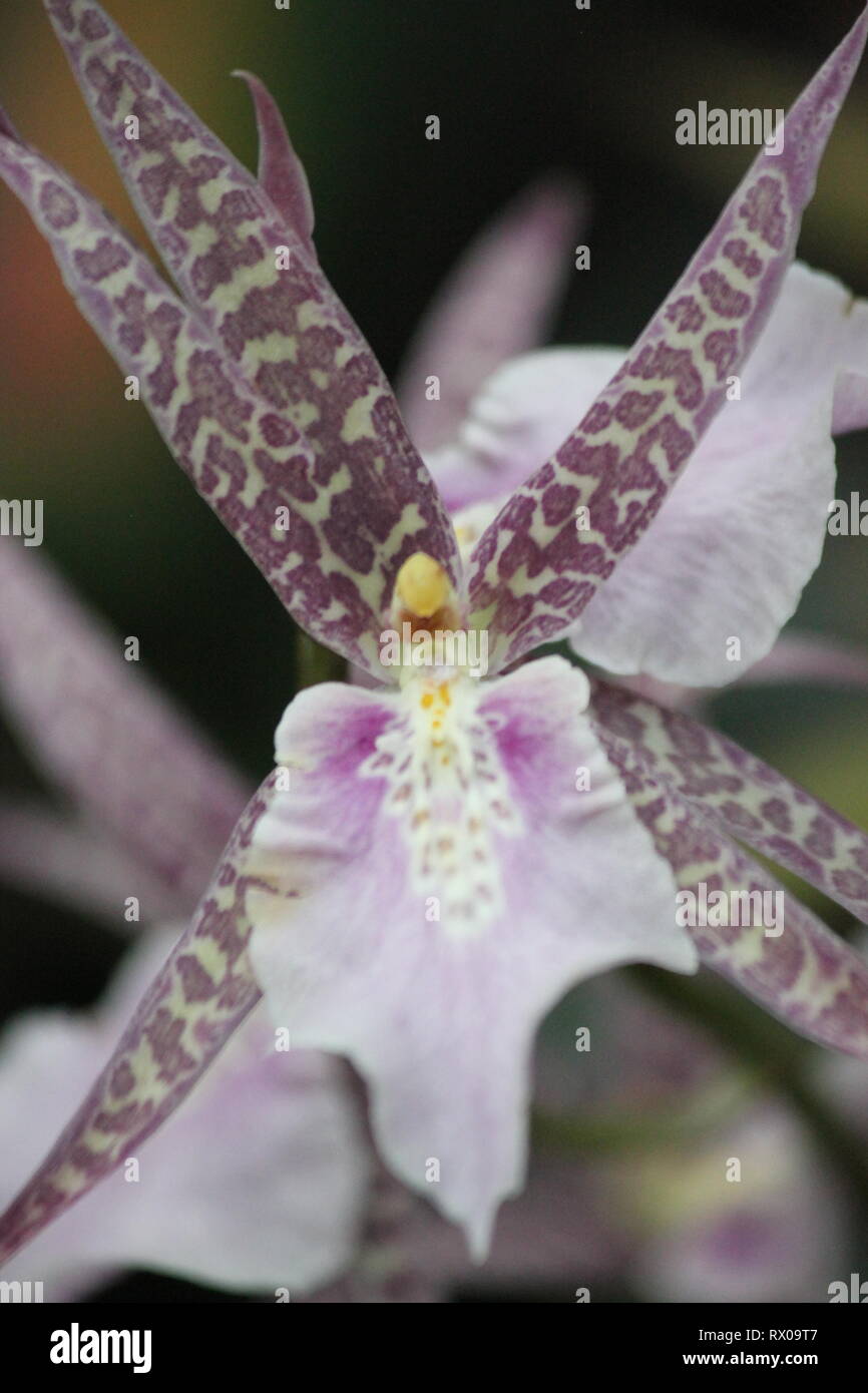 Orquideas peruanas fotografías e imágenes de alta resolución - Alamy