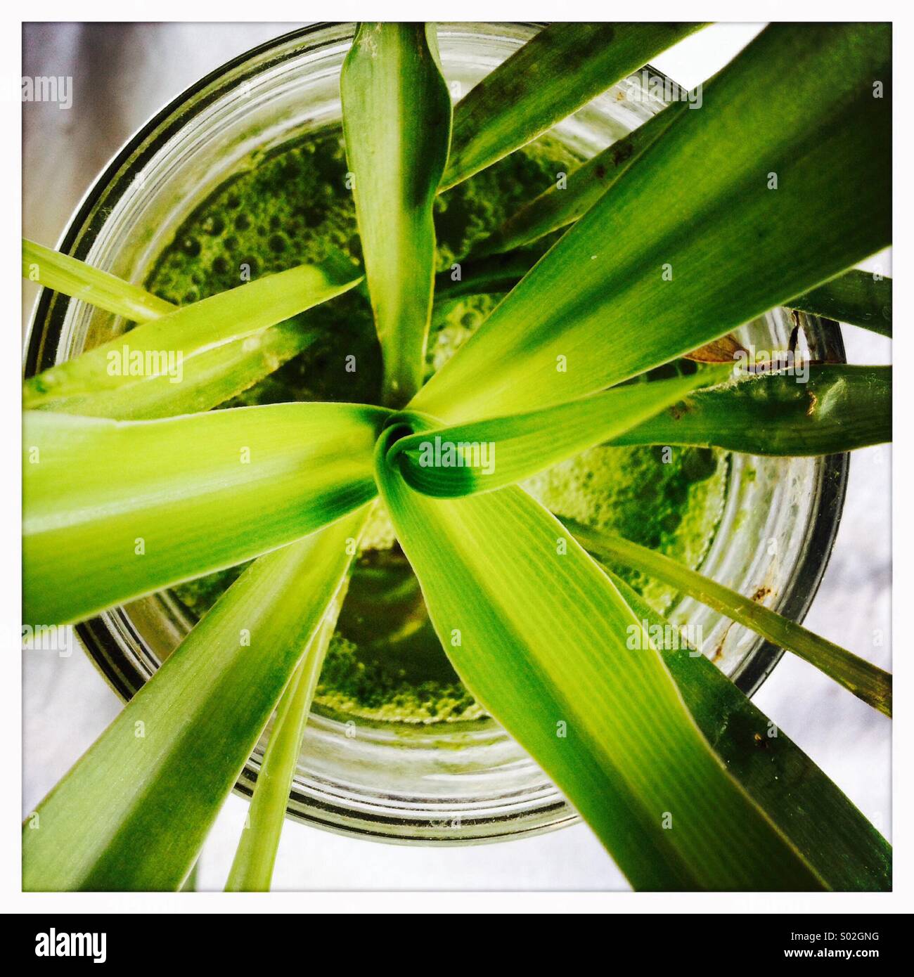 Planta De Cultivo De Algas Fotos E Imágenes De Stock Alamy