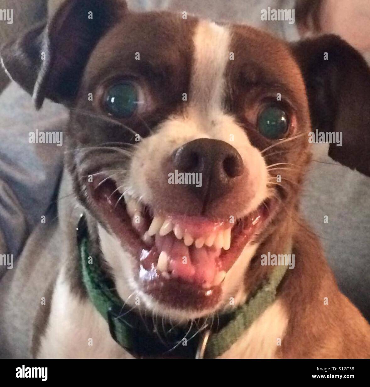 Cara De Perro Sonriente