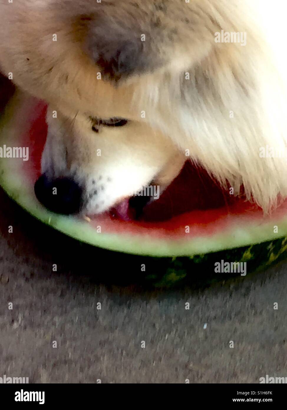 A Los Perros Les Gusta La Sandia