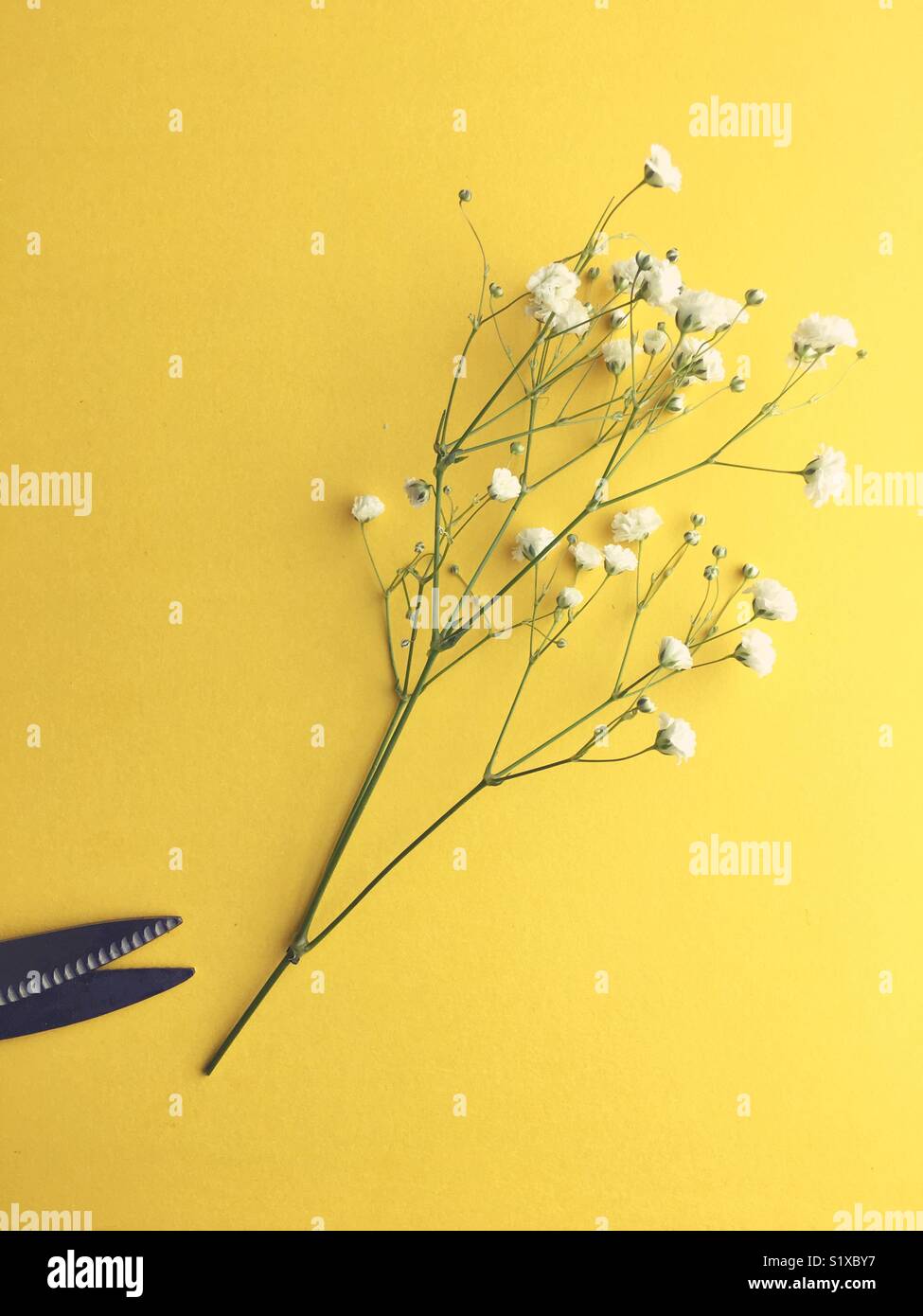 Flor de aliento de bebé fotografías e imágenes de alta resolución - Alamy