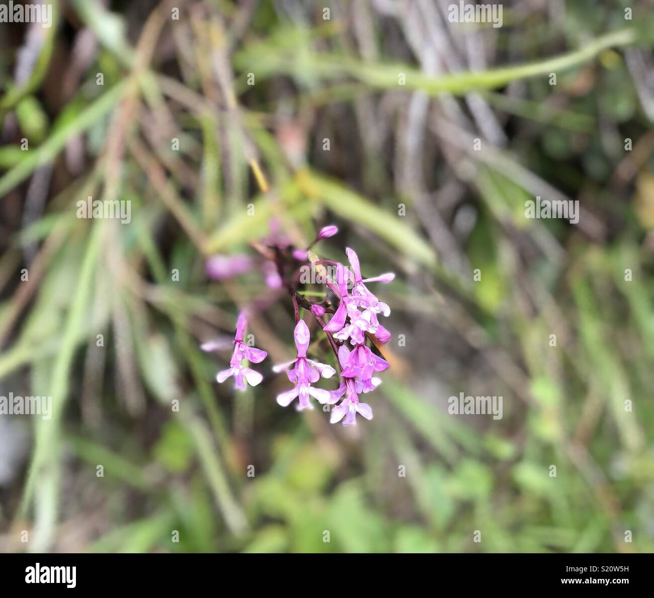 Orquideas peruanas fotografías e imágenes de alta resolución - Alamy