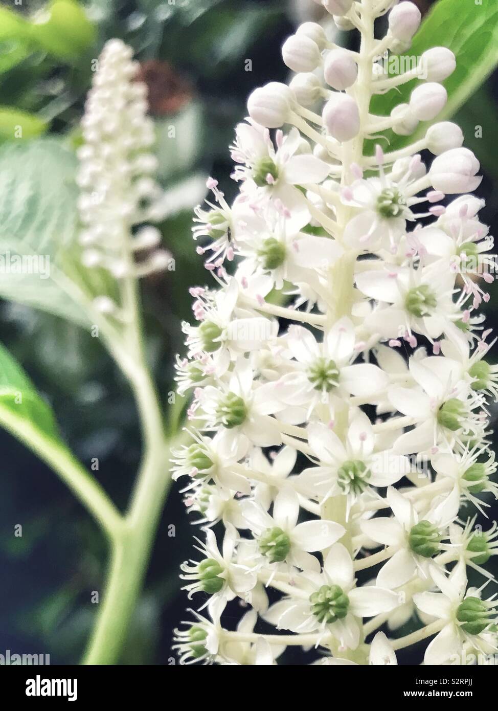Flores Moradas En Espigas Altas