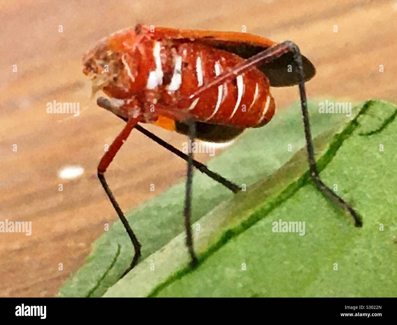 Log-patas de insecto rojo Fotografía de stock - Alamy