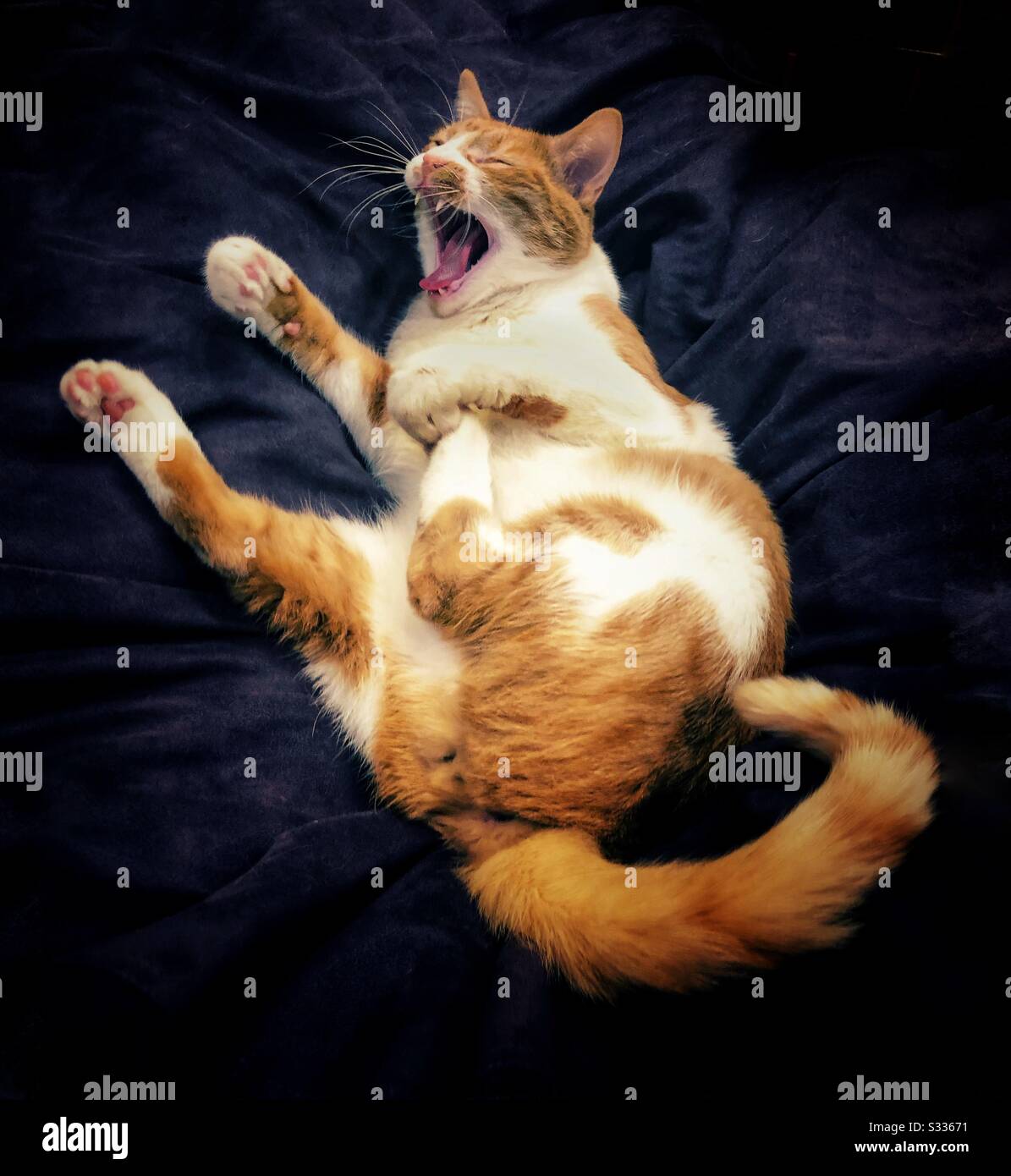 Gato Bostezando Y Estirandose