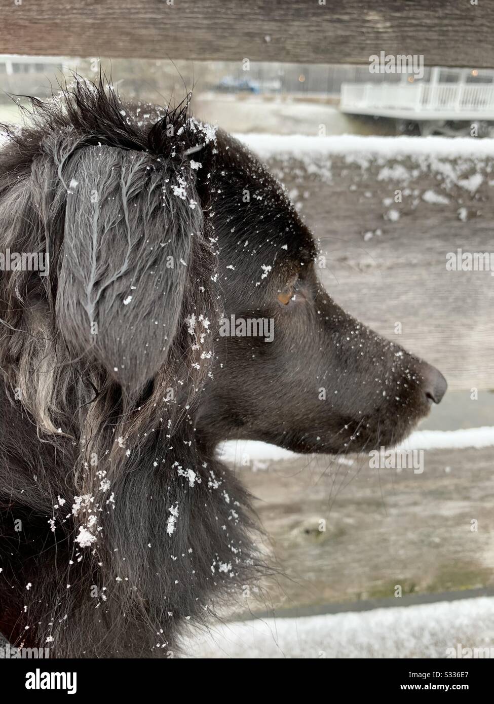 Se Puede Afeitar Una Mezcla De Labrador Border Collie